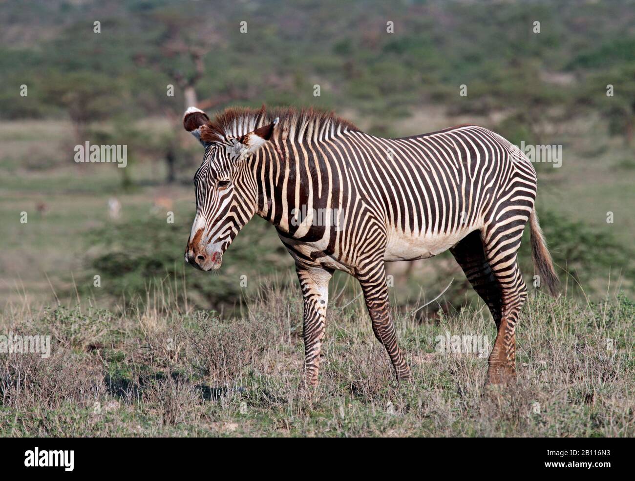 Zebra in der afrikanischen savanne -Fotos und -Bildmaterial in hoher ...
