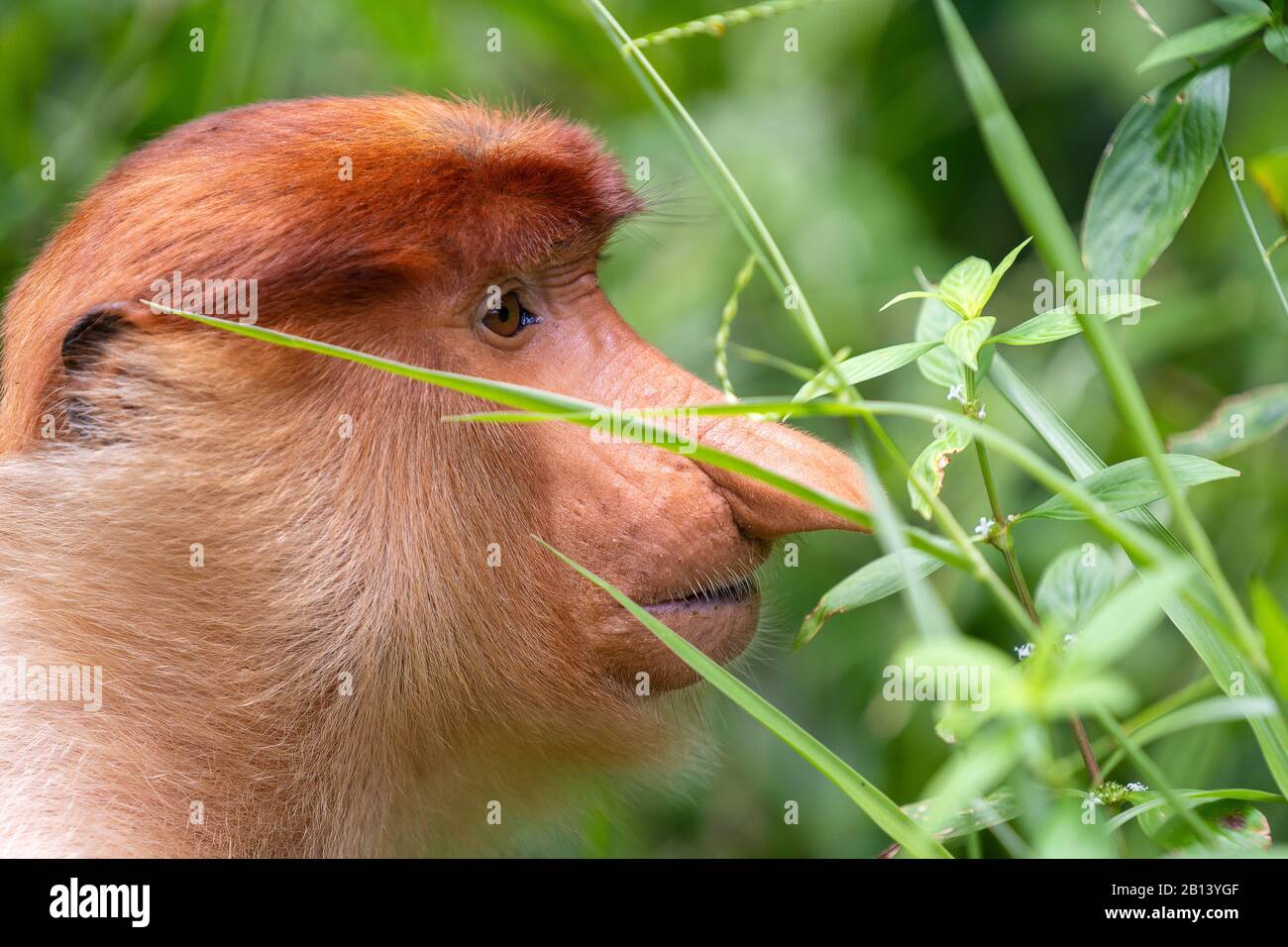 Langnasiger Affe Nasalis Larvatus Stockfotos und -bilder Kaufen - Alamy