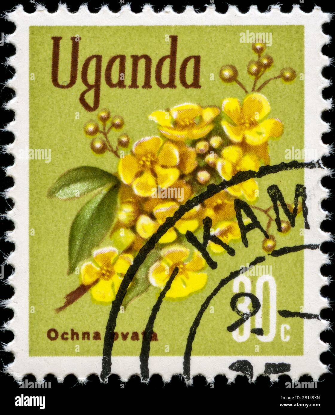 Ochna ovata -Fotos und -Bildmaterial in hoher Auflösung – Alamy