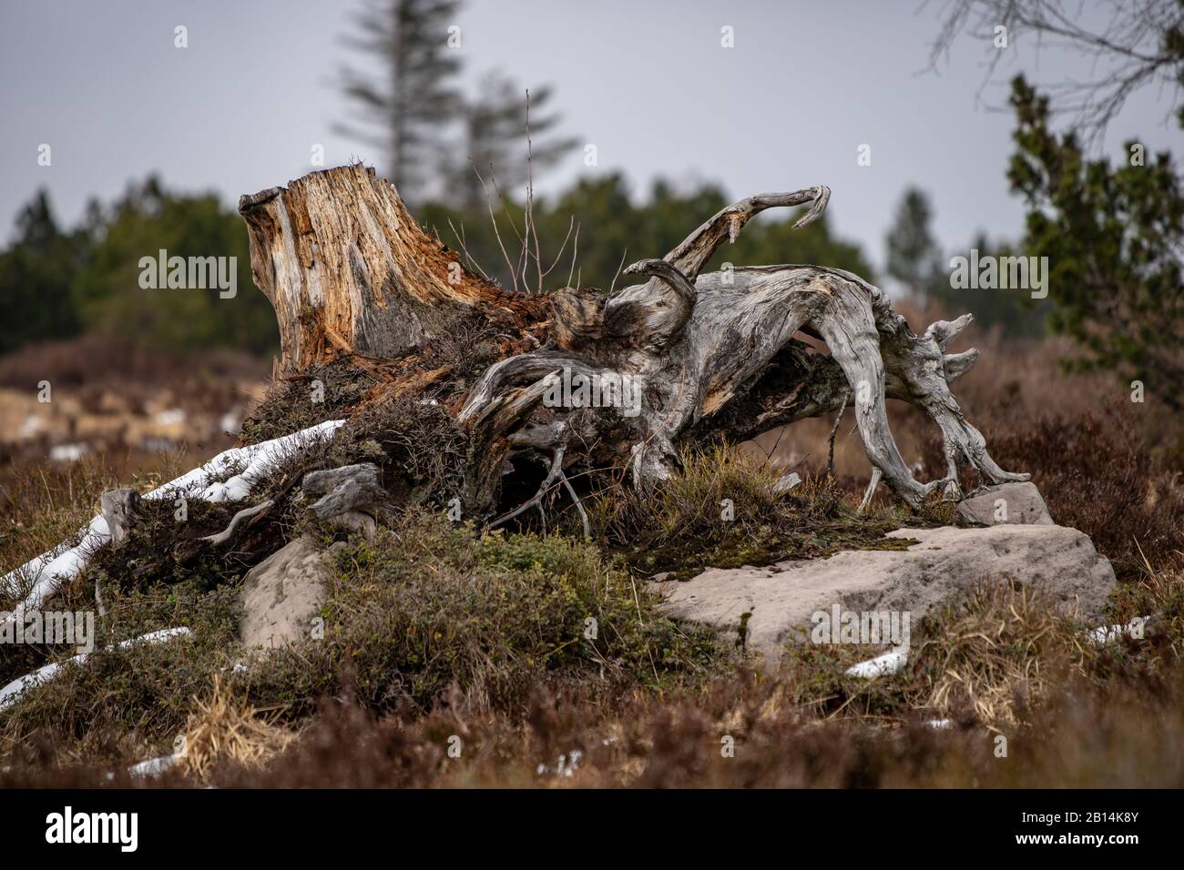 Storm Lothar Stockfotos und -bilder Kaufen - Alamy