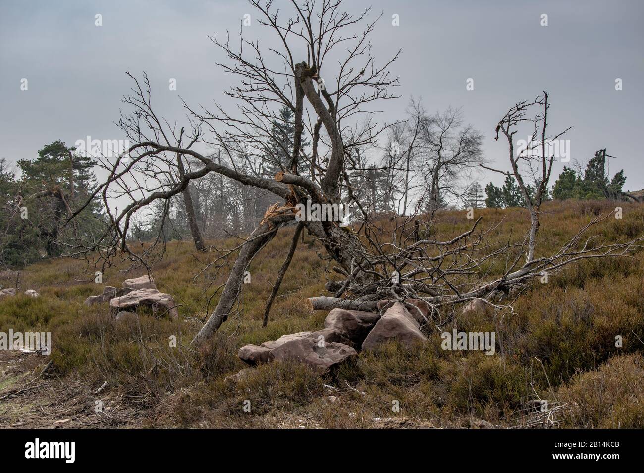 Storm Lothar Stockfotos und -bilder Kaufen - Alamy