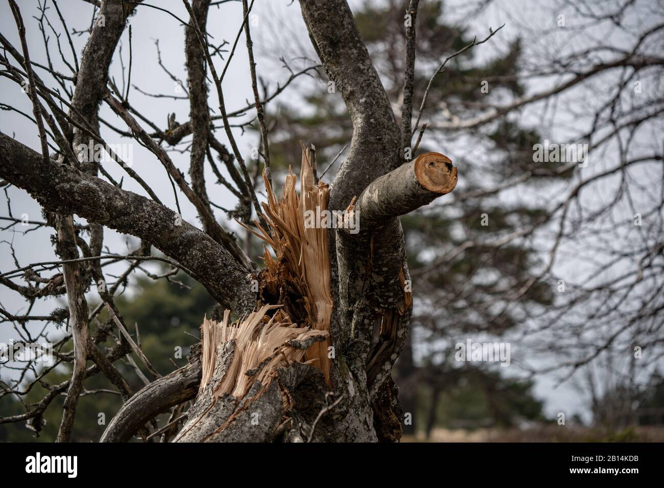 Storm lothar -Fotos und -Bildmaterial in hoher Auflösung – Alamy