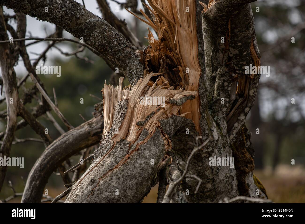 Storm Lothar Stockfotos und -bilder Kaufen - Alamy