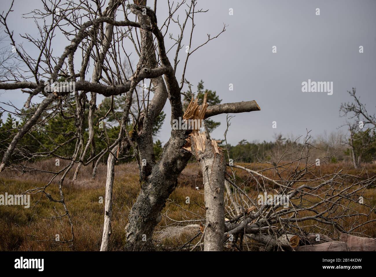 Storm Lothar Stockfotos und -bilder Kaufen - Alamy