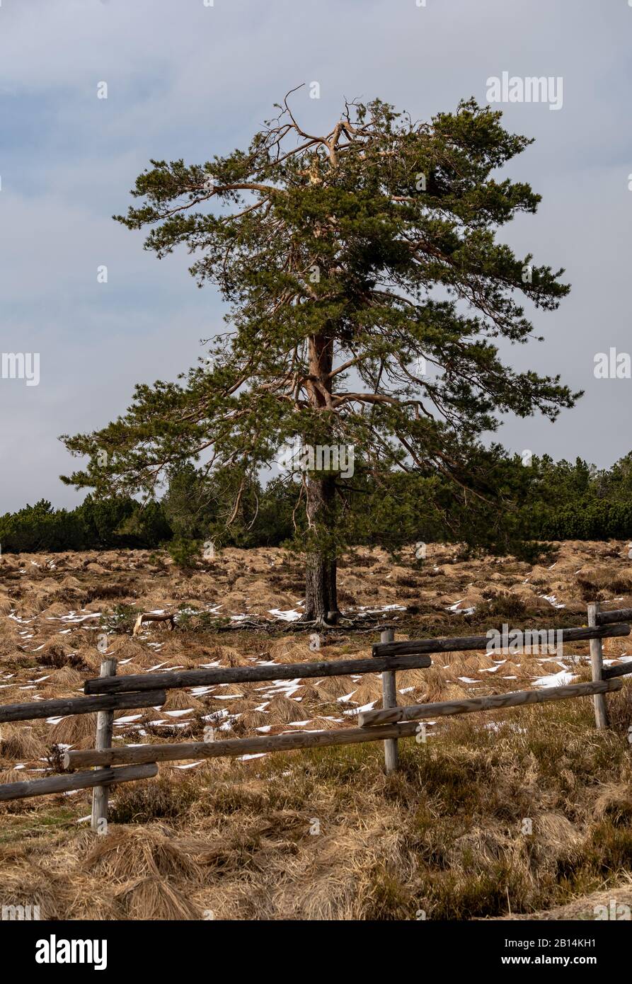Storm Lothar Stockfotos und -bilder Kaufen - Alamy