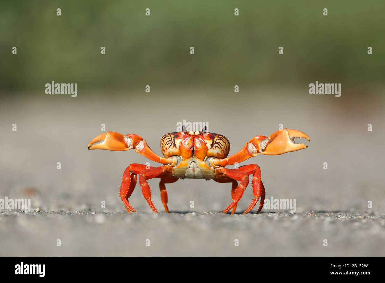 Gecarcinus ruricola -Fotos und -Bildmaterial in hoher Auflösung – Alamy