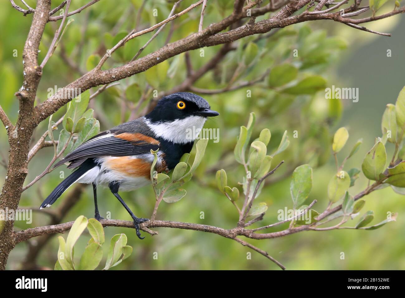 Elephant sitting back -Fotos und -Bildmaterial in hoher Auflösung – Alamy
