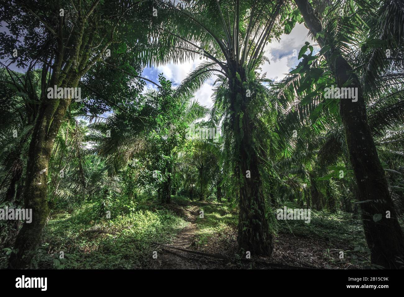 Tropischer Regenwald. Dschungel alter grüner Baum in Costa Rica ...
