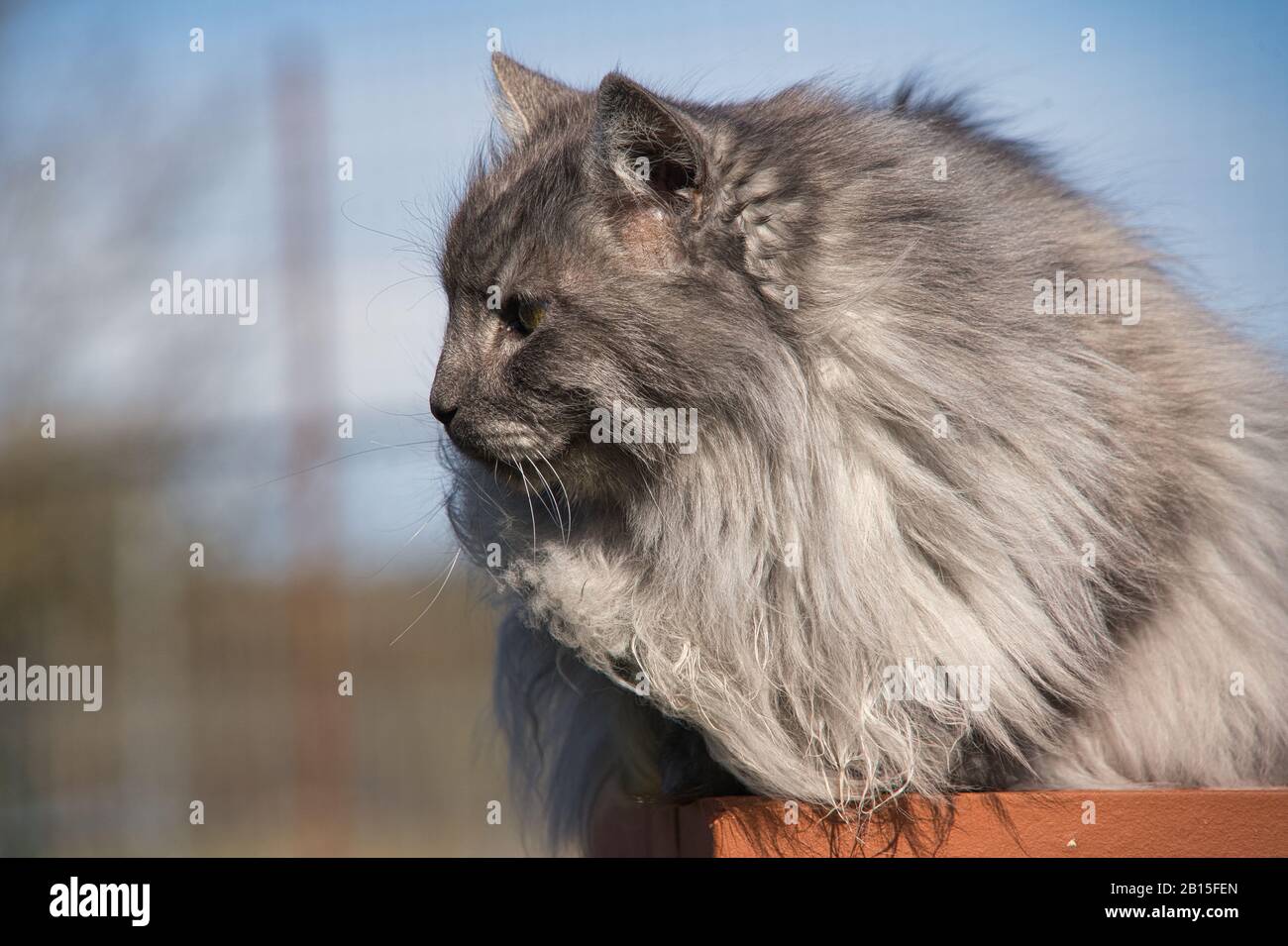 Turkish angora cat -Fotos und -Bildmaterial in hoher Auflösung – Alamy