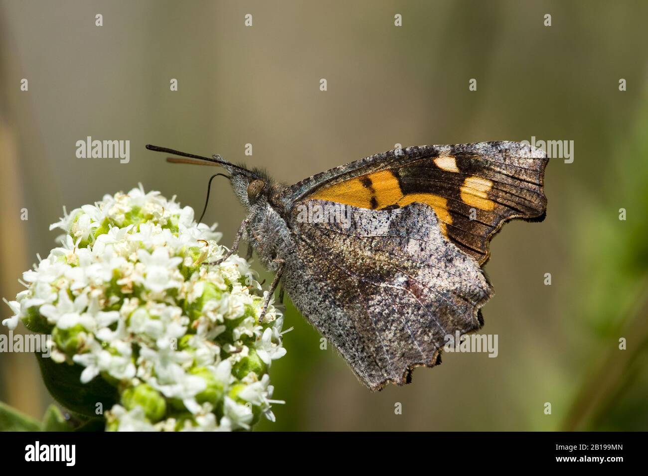 Europäischer Schnabel, Netze-Baum-Schmetterling, Nettle-Baum ...
