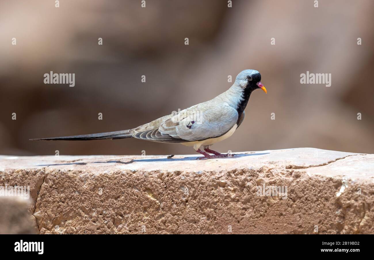 Tauben an einer wand -Fotos und -Bildmaterial in hoher Auflösung – Alamy