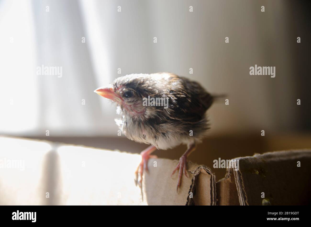 Baby spatz -Fotos und -Bildmaterial in hoher Auflösung – Alamy
