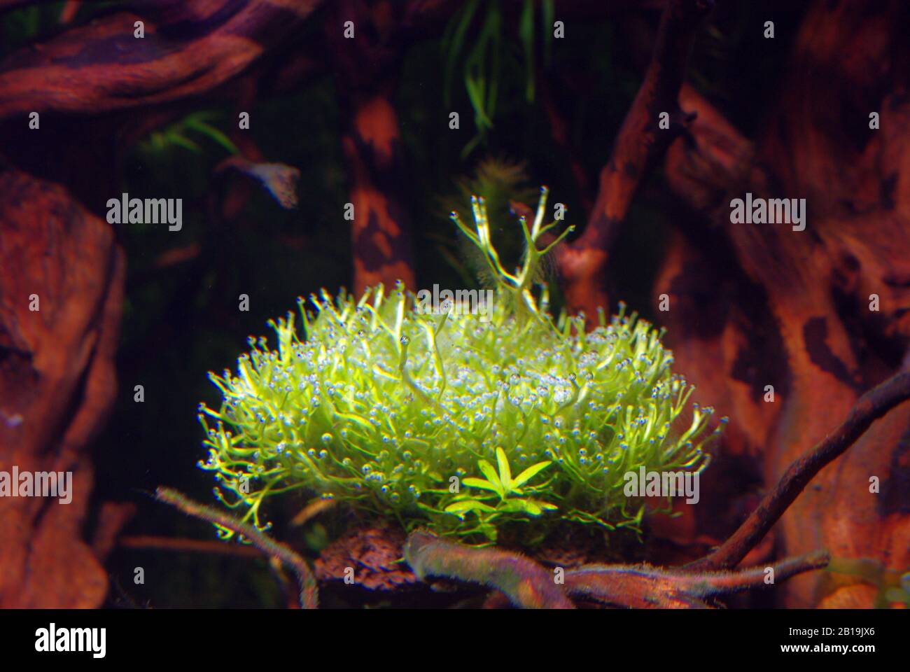 Untergetauchtes sternlebermoos -Fotos und -Bildmaterial in hoher ...
