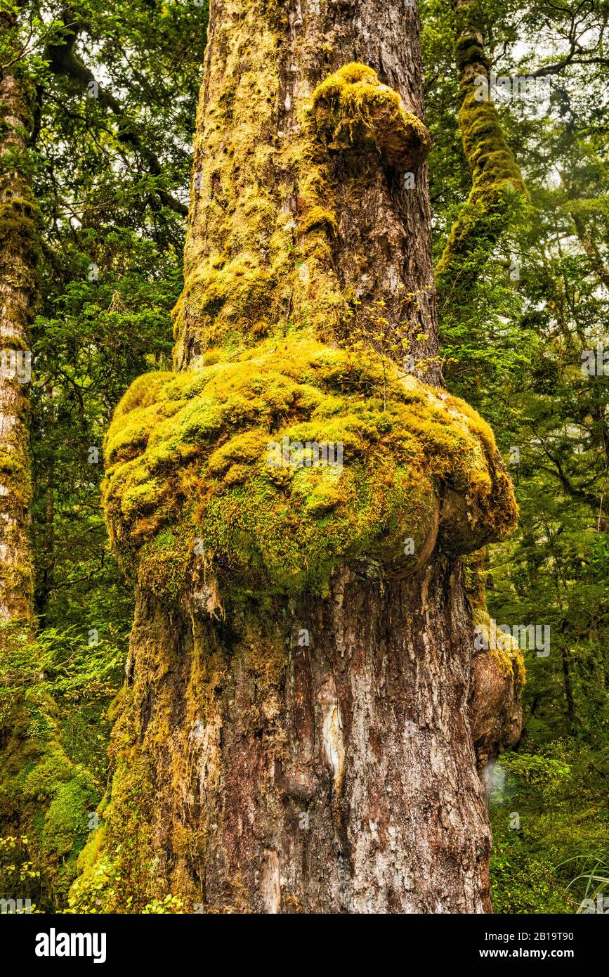 Burls growing on Red Beech Trunk, Lake Gunn Nature Walk, Eglinton ...