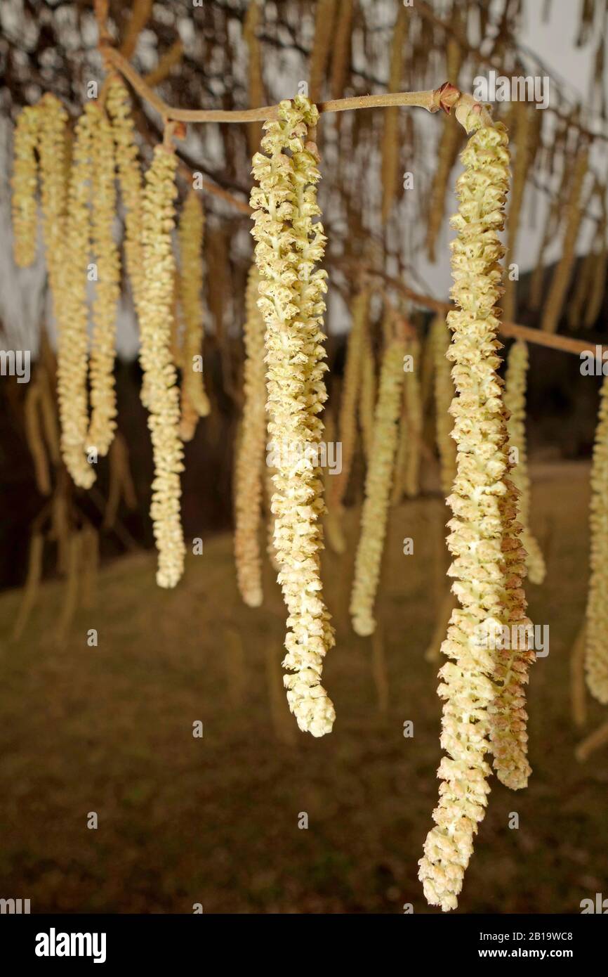 Allergene pflanzenpollen -Fotos und -Bildmaterial in hoher Auflösung ...