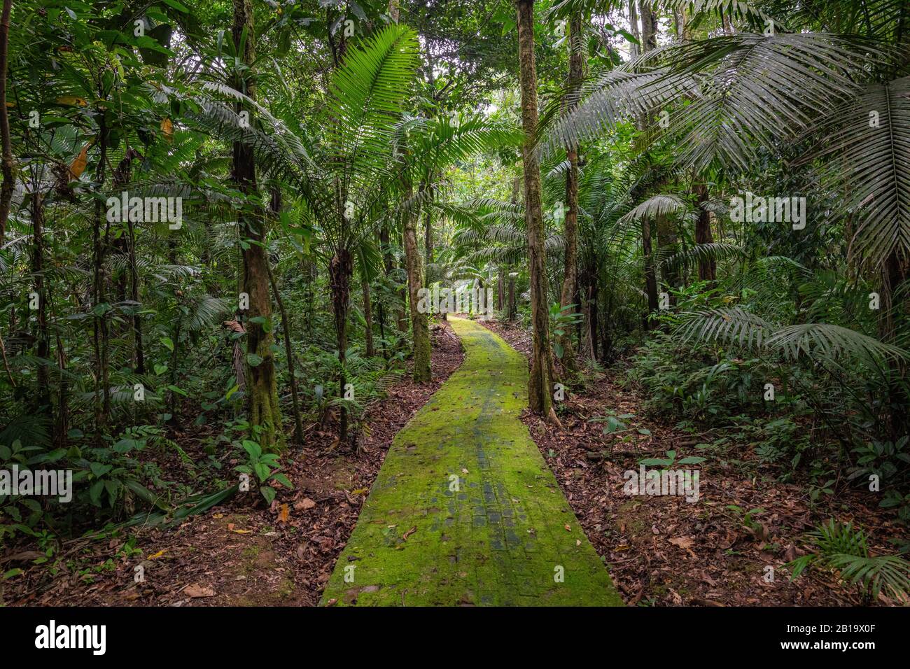 Tropischer Regenwald Stockfotos und -bilder Kaufen - Alamy