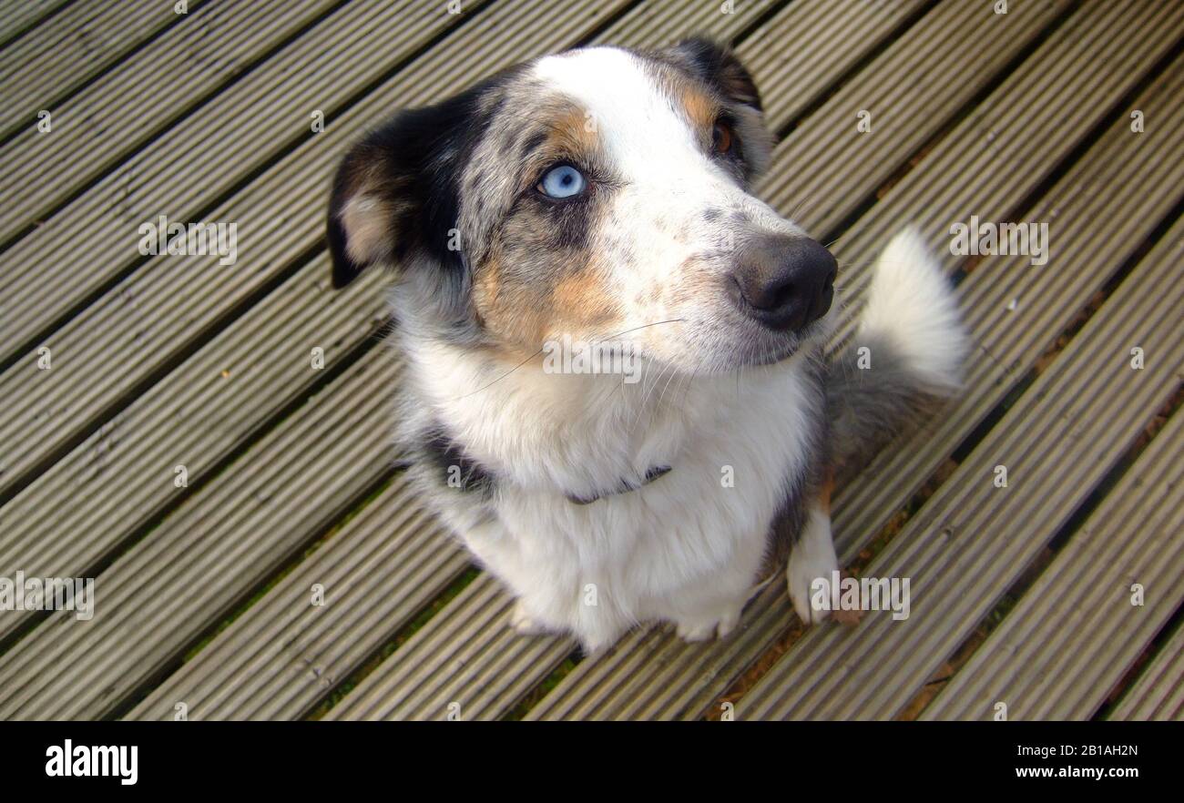 Merle hund -Fotos und -Bildmaterial in hoher Auflösung – Alamy