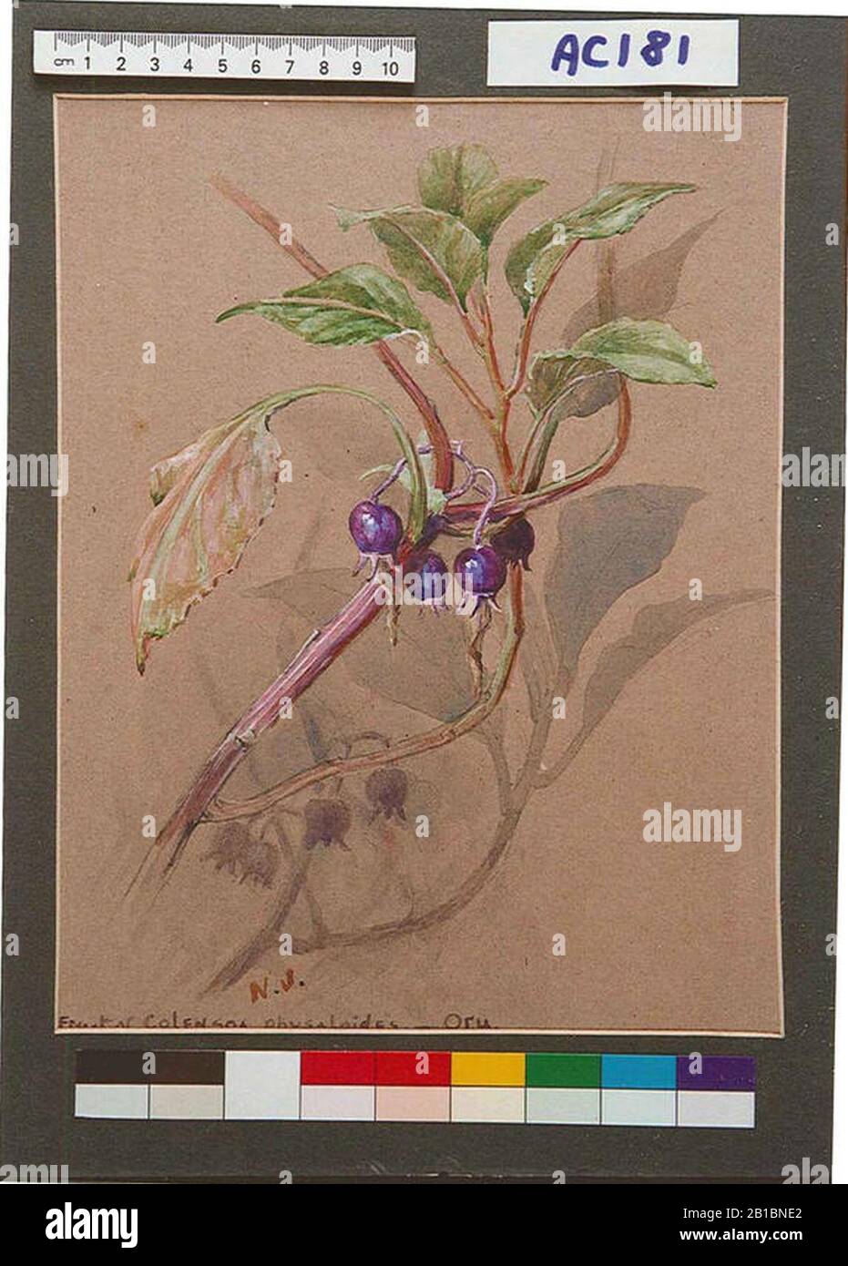Colensoa physaloides -Fotos und -Bildmaterial in hoher Auflösung – Alamy