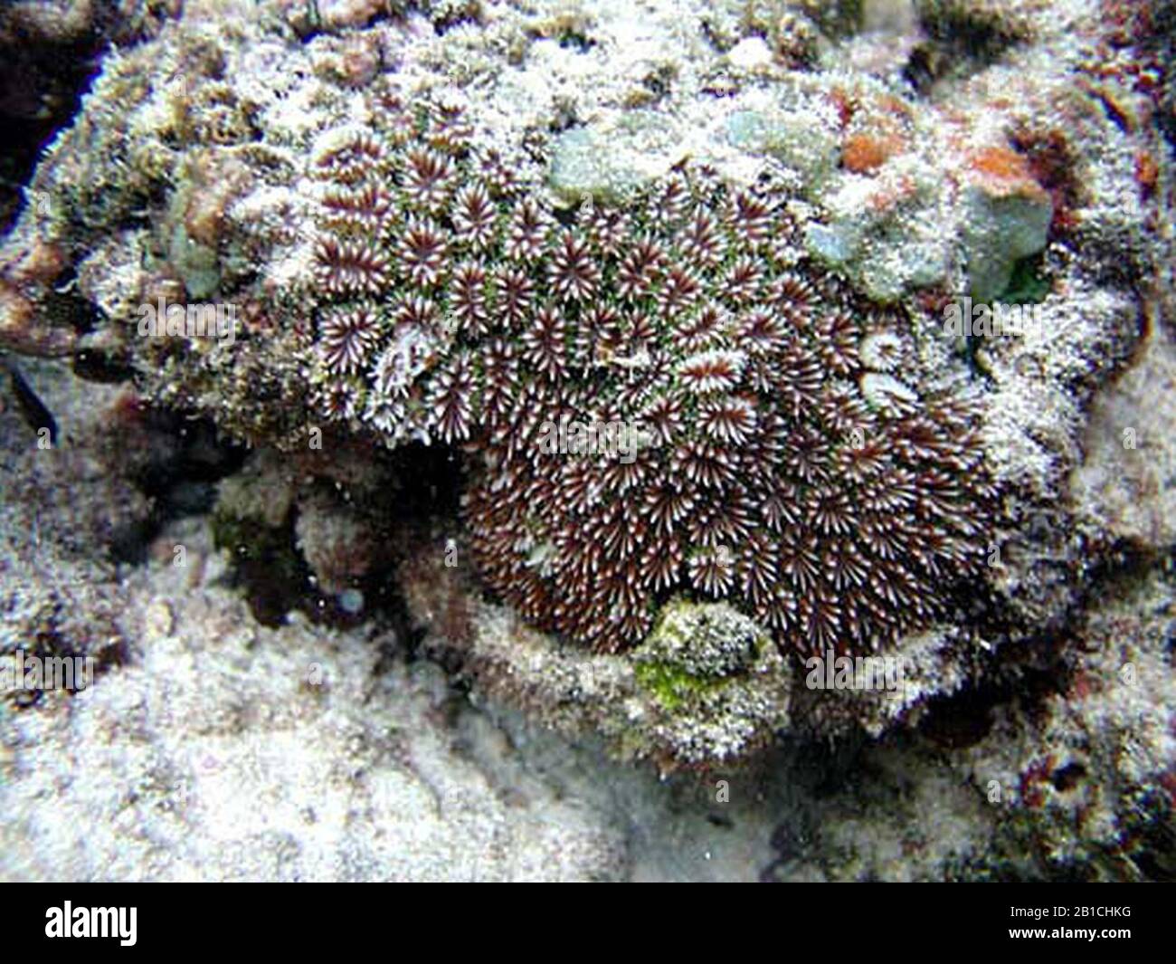Galaxea fascicularis -Fotos und -Bildmaterial in hoher Auflösung – Alamy