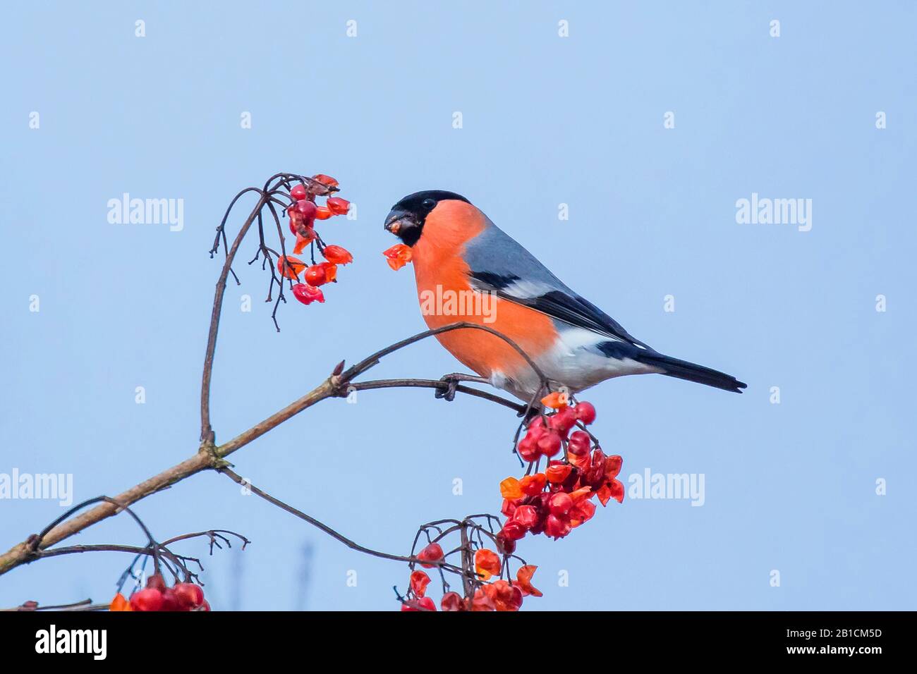 Ein essender strauch Stockfotos und -bilder Kaufen - Alamy