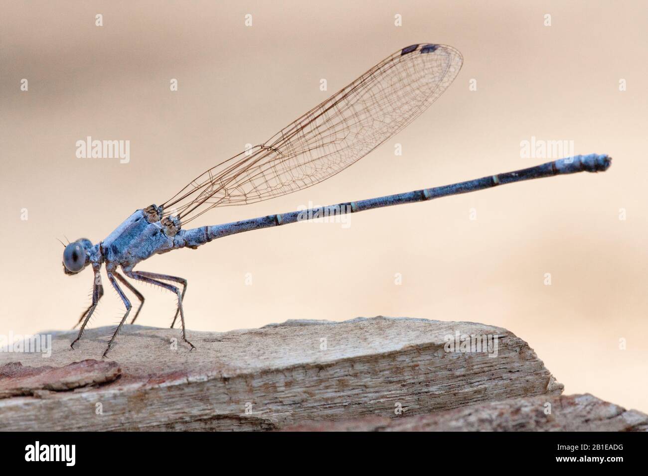 Argia moesta -Fotos und -Bildmaterial in hoher Auflösung – Alamy
