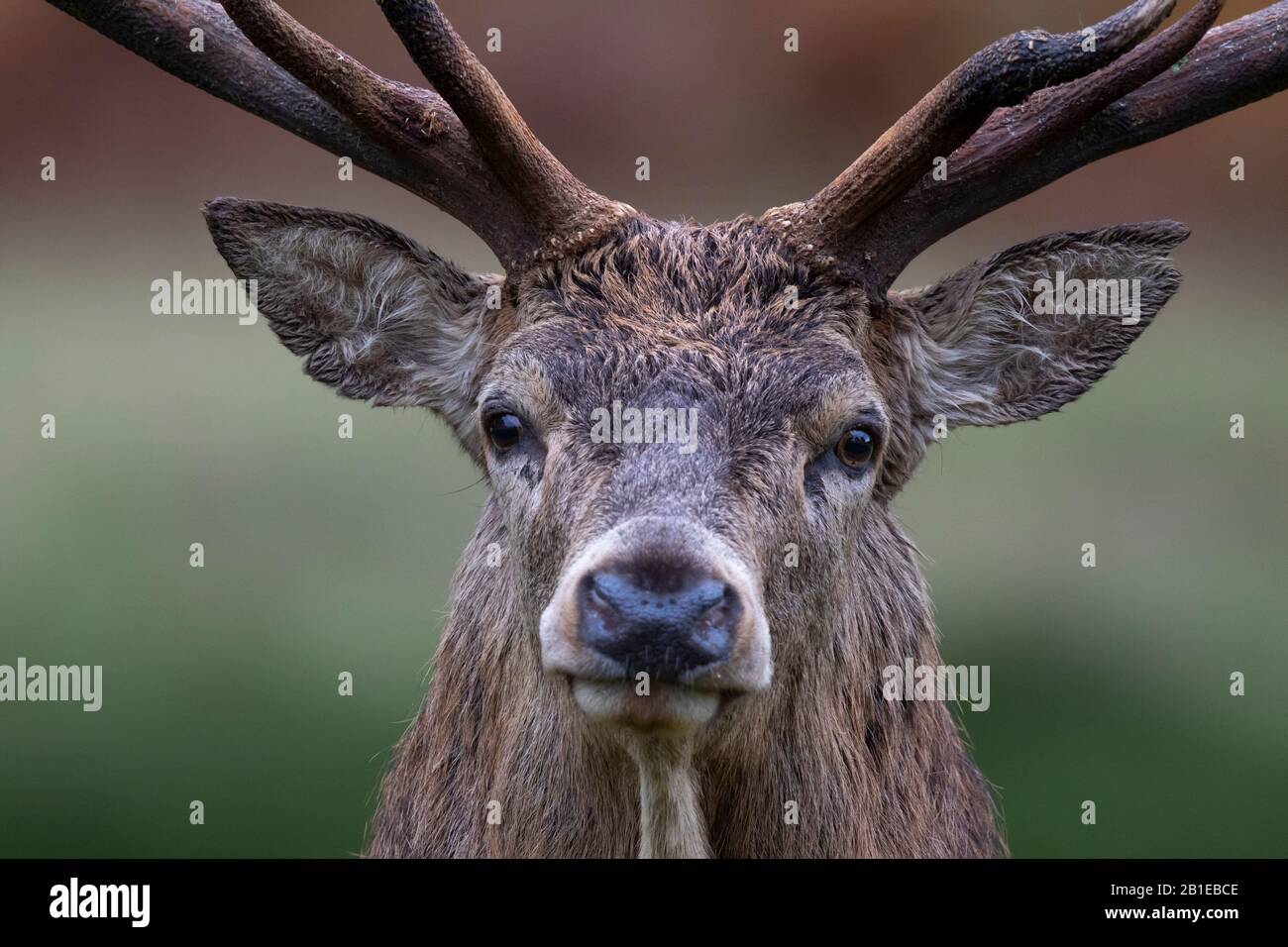 Nahaufnahme von rotwild -Fotos und -Bildmaterial in hoher Auflösung – Alamy