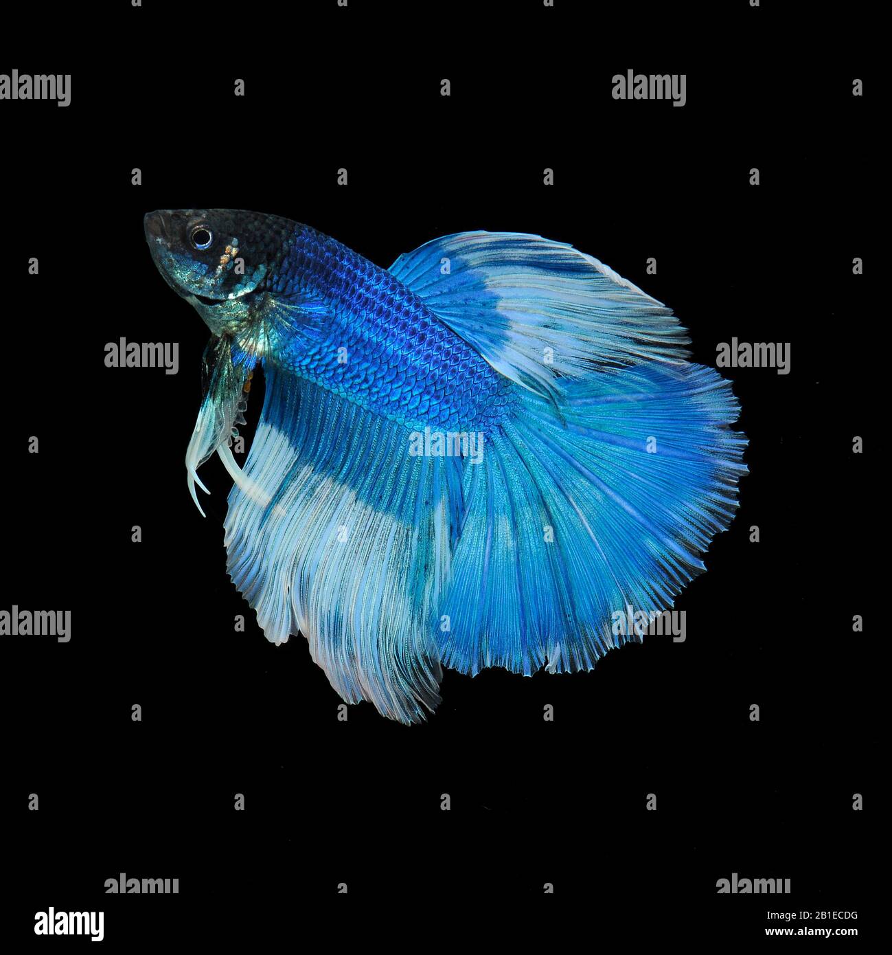 Blauer betta kampffisch -Fotos und -Bildmaterial in hoher Auflösung – Alamy