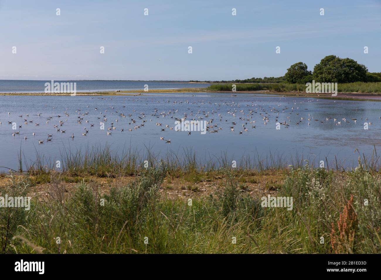 Nationalpark Vilsandi Stockfotos und -bilder Kaufen - Alamy