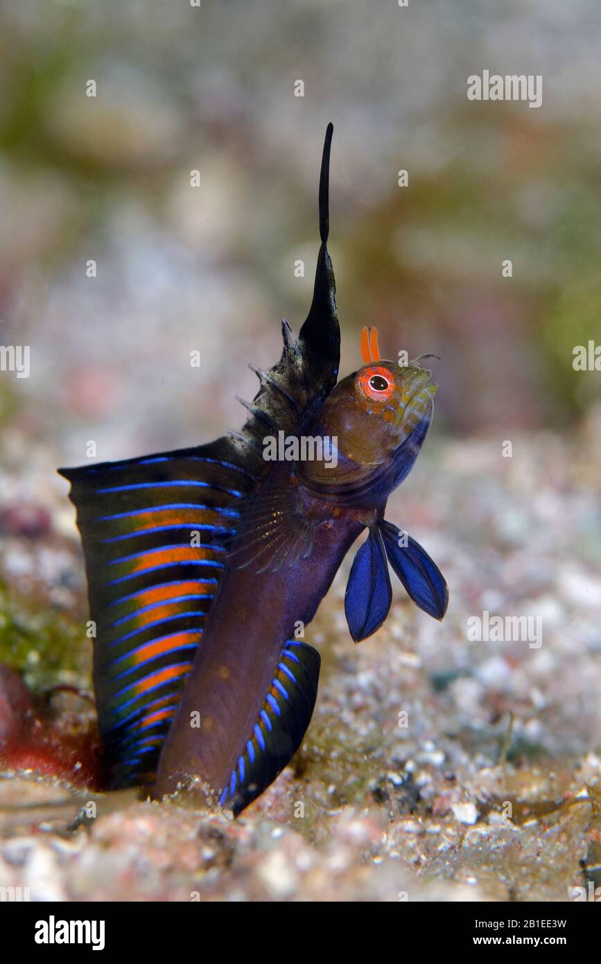 Emblemaria hypacanthus -Fotos und -Bildmaterial in hoher Auflösung – Alamy