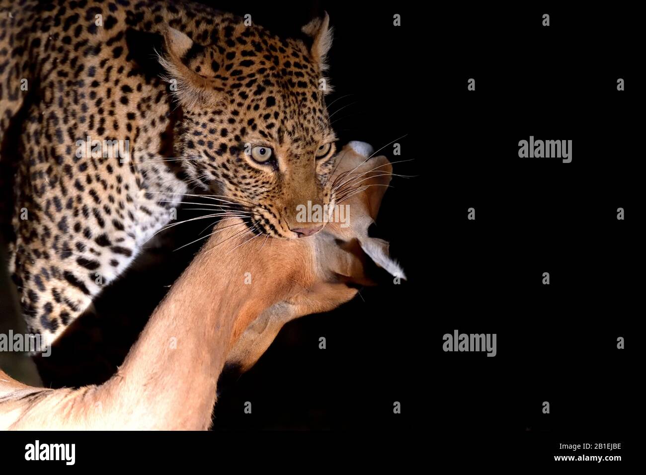 Leopard mit beute -Fotos und -Bildmaterial in hoher Auflösung – Alamy