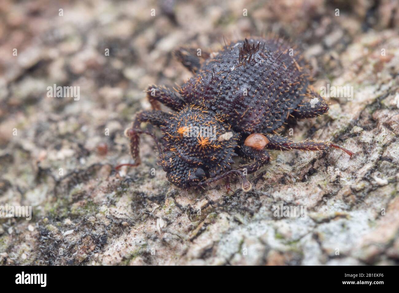 Ironclad beetle -Fotos und -Bildmaterial in hoher Auflösung – Alamy