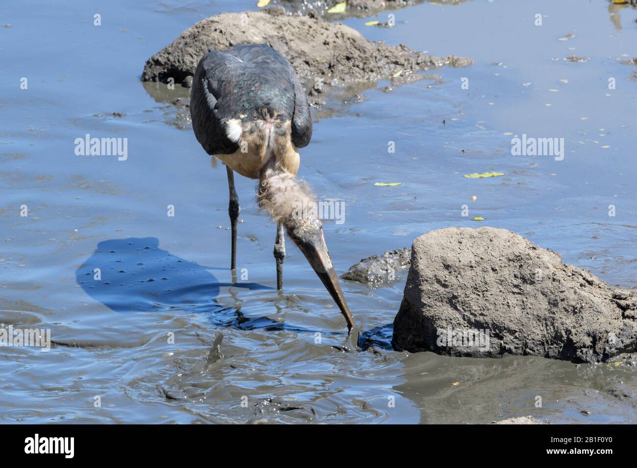 Fisch im schlamm -Fotos und -Bildmaterial in hoher Auflösung – Alamy