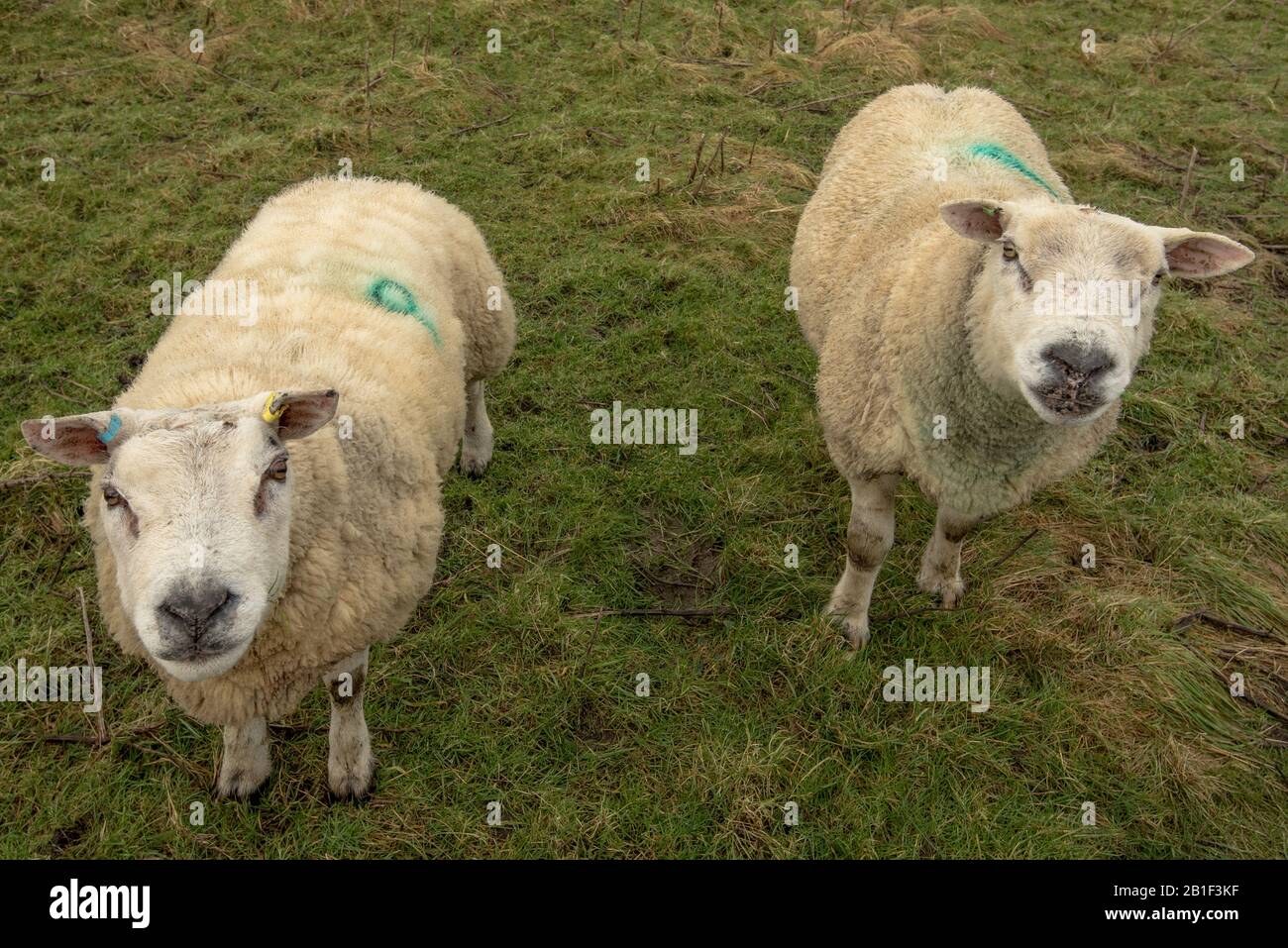 Texel ram texel rams -Fotos und -Bildmaterial in hoher Auflösung – Alamy
