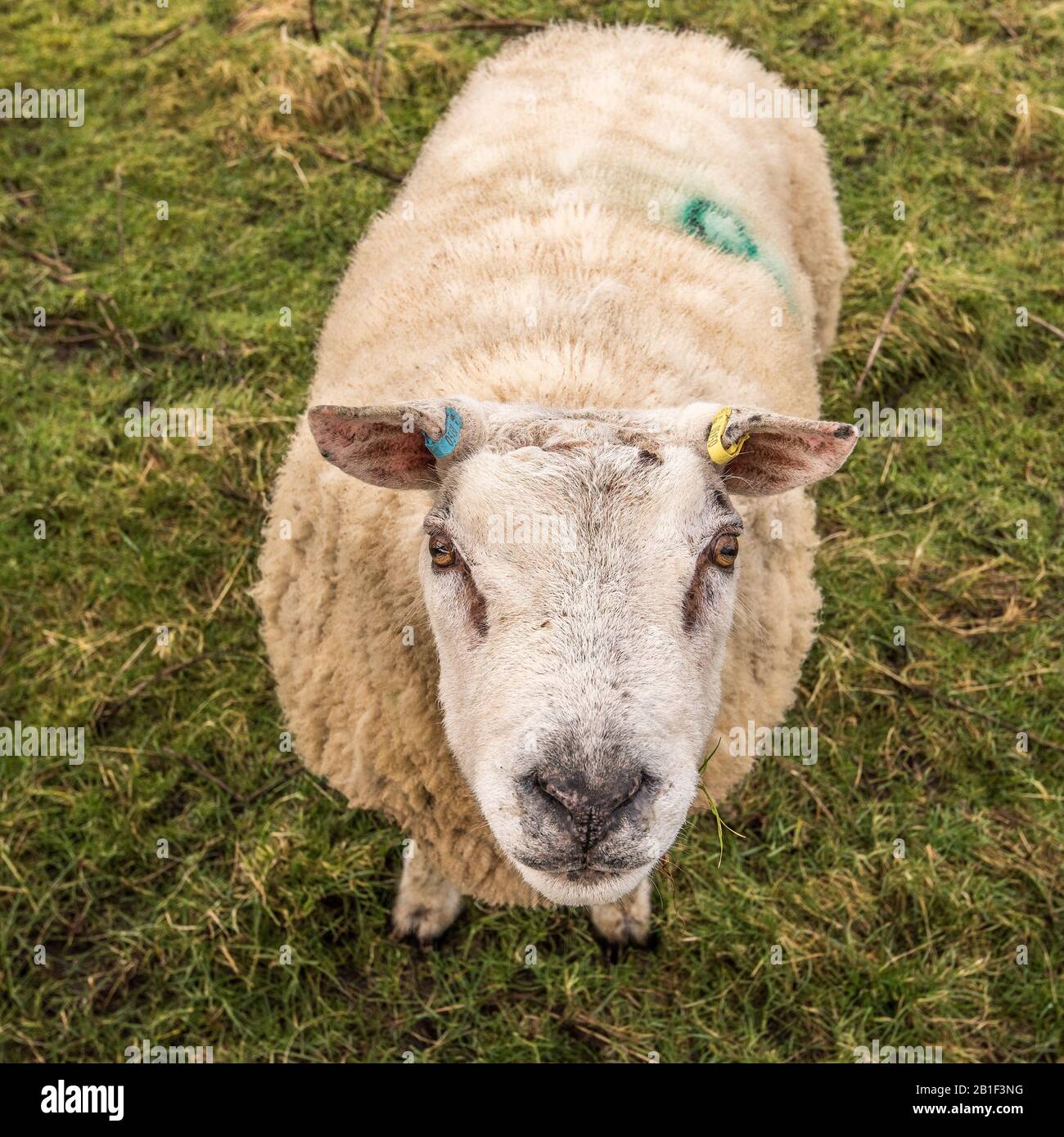 Texel ram texel rams -Fotos und -Bildmaterial in hoher Auflösung – Alamy