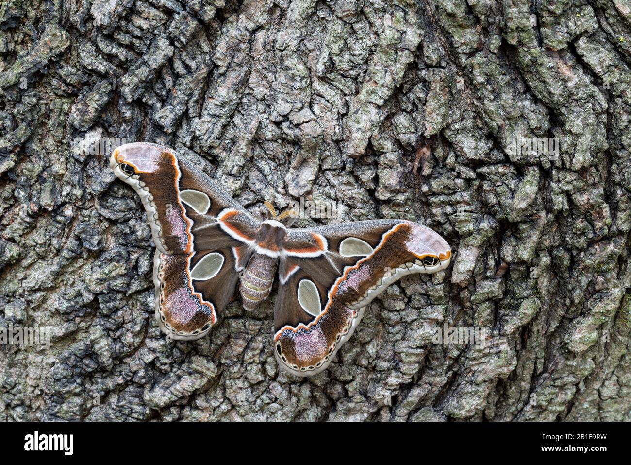 Lebeaus Rotchschildia (Rothschildia lebeau forbesi) alias Forbes ...