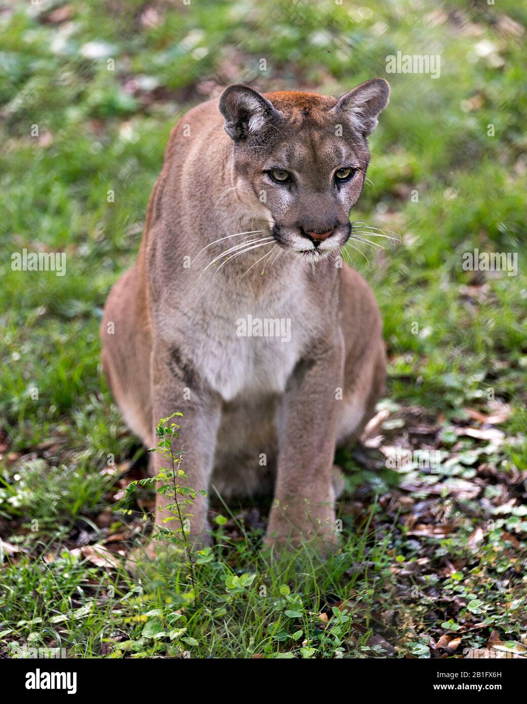 Panther tierfoto -Fotos und -Bildmaterial in hoher Auflösung – Alamy