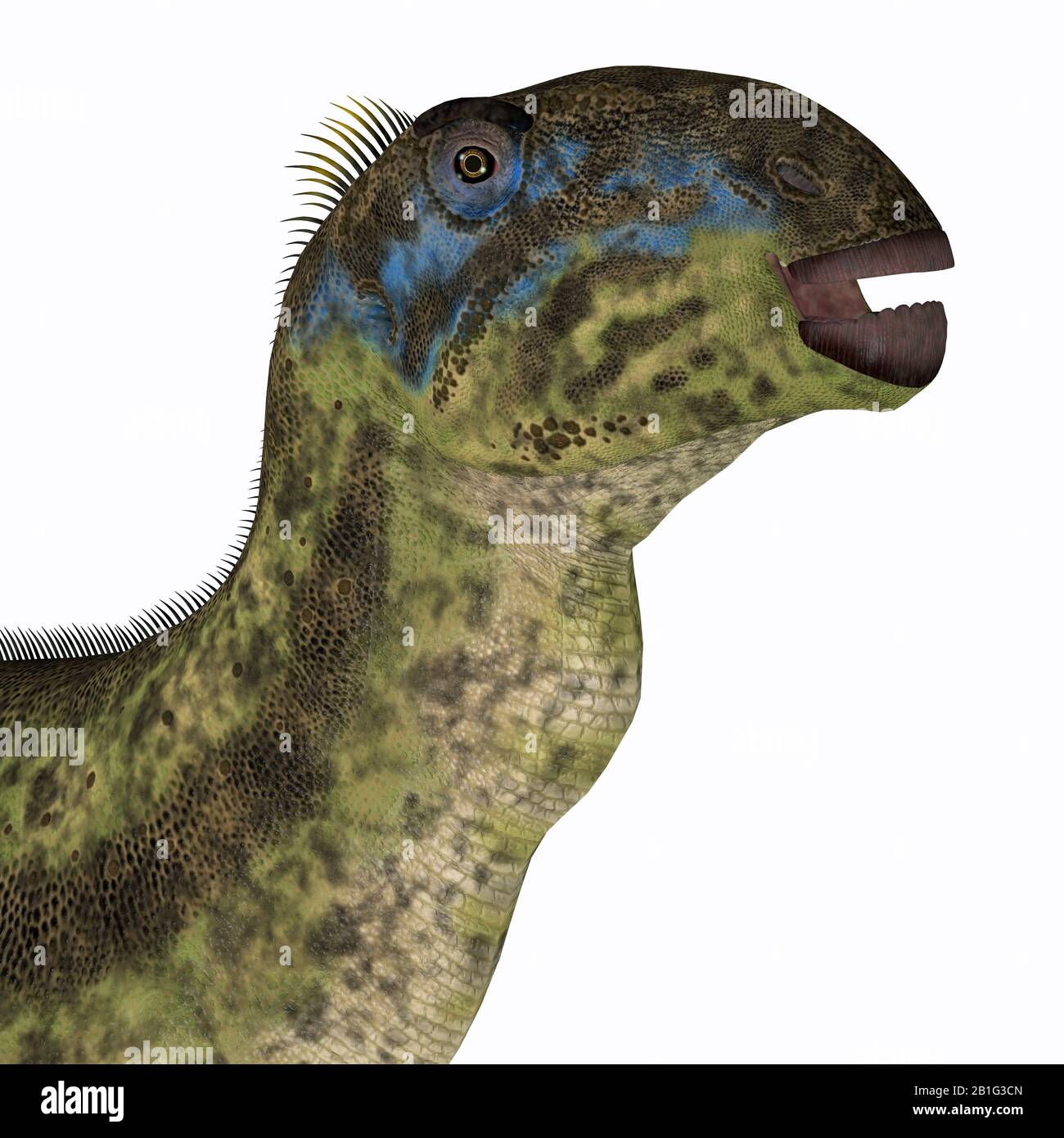 Tenontosaurus tilletti -Fotos und -Bildmaterial in hoher Auflösung – Alamy