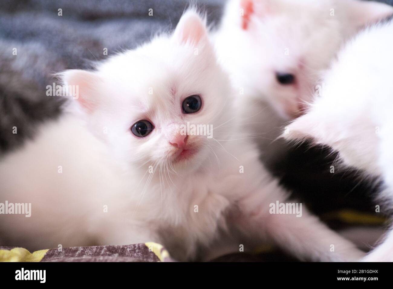 Neugeborene kleine Jungtiere saugen erstmals eine Katzen Milch mit ...