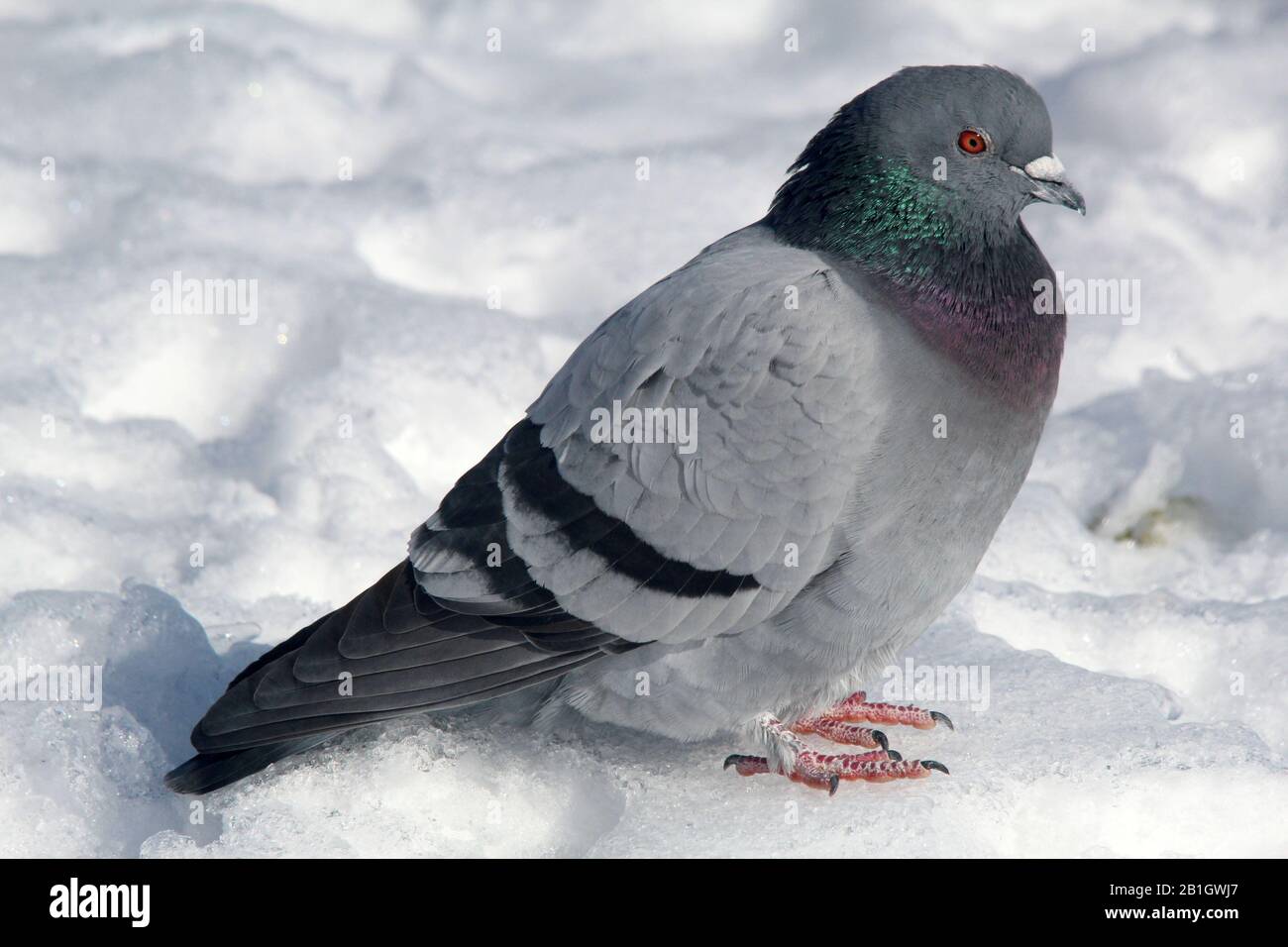 Was Machen Tauben Im Winter