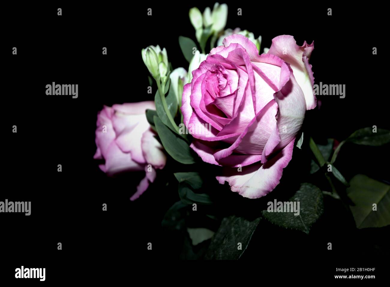 Liebevolle entschuldigung -Fotos und -Bildmaterial in hoher Auflösung – Alamy