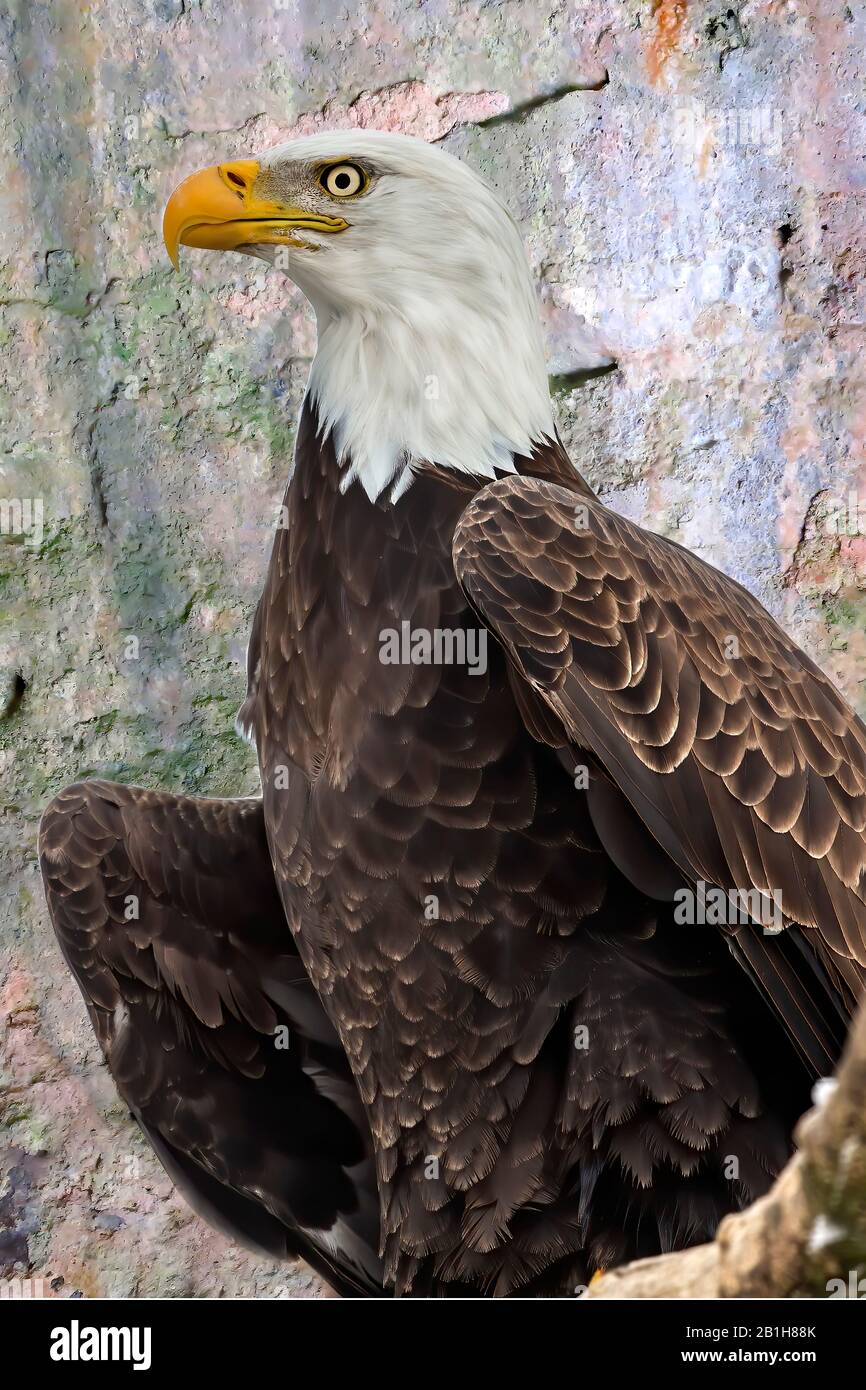 Adler. Greifvogel. Weißkopfseeadler.Foto an einer Rettungsstation in ...