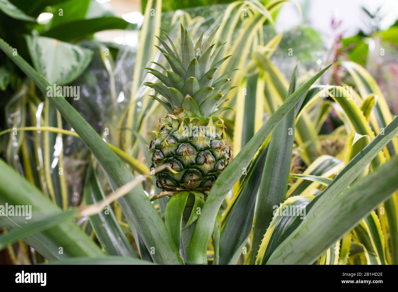 Bromelia ananas -Fotos und -Bildmaterial in hoher Auflösung – Alamy