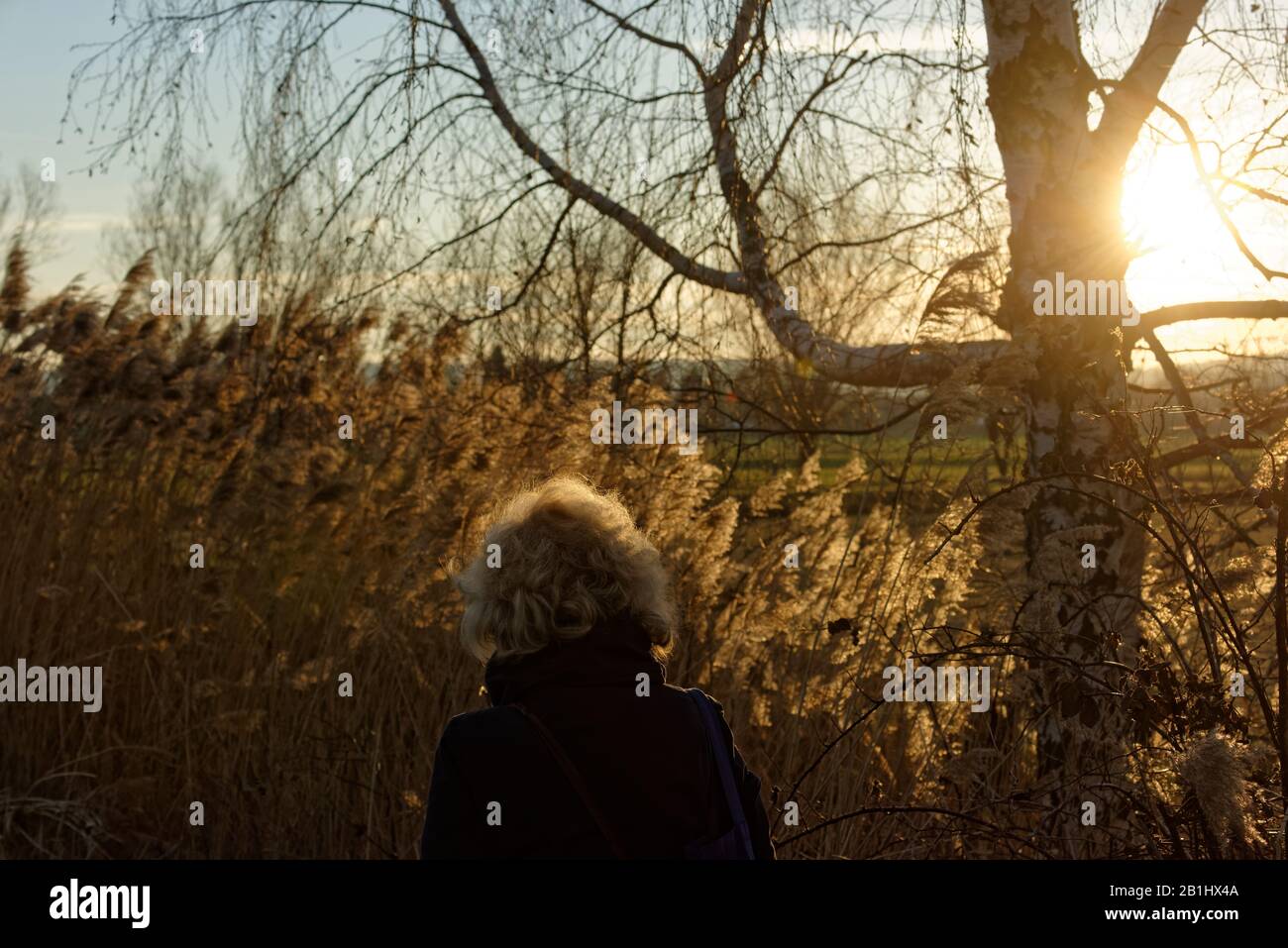 Schwimmende Wiesen am Steinhuder Meer, Winzlar Stockfotografie - Alamy