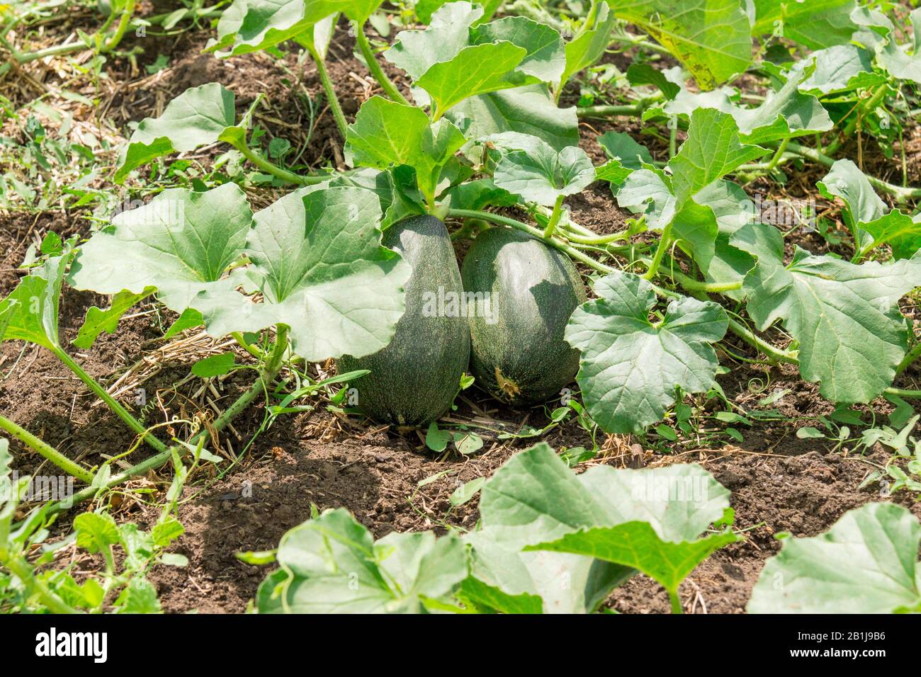 Unreife melonen -Fotos und -Bildmaterial in hoher Auflösung – Alamy