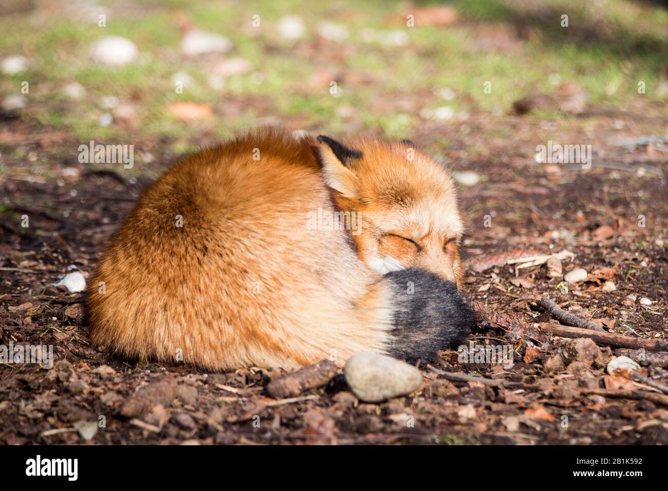 Schlafender fuchs -Fotos und -Bildmaterial in hoher Auflösung - Seite 2 ...