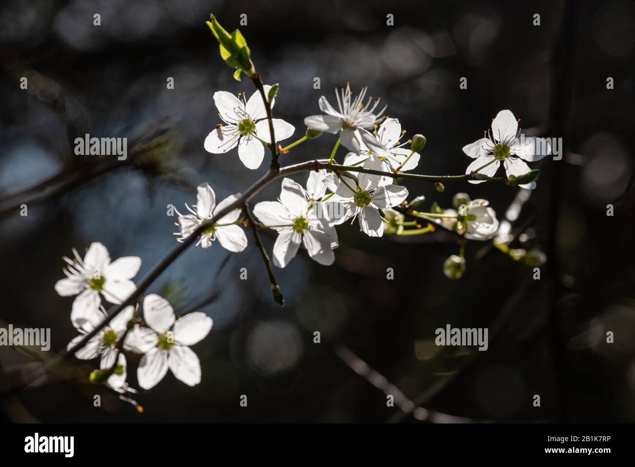 Strauch arbuste busch -Fotos und -Bildmaterial in hoher Auflösung – Alamy