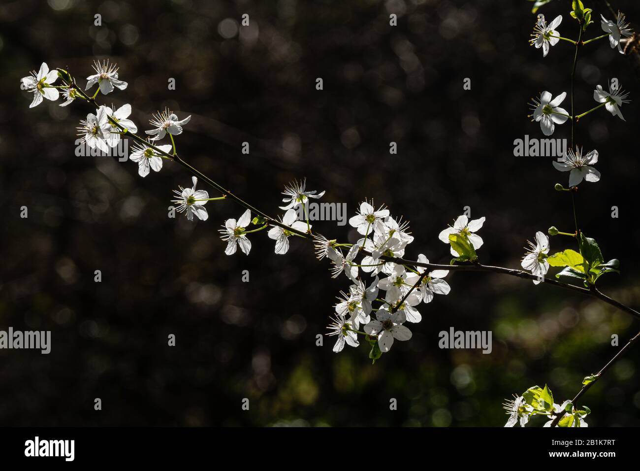 Strauch arbuste busch -Fotos und -Bildmaterial in hoher Auflösung – Alamy