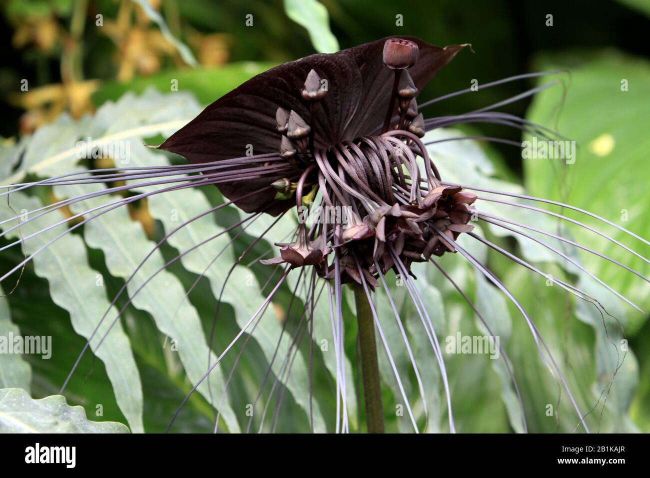 Schwarze fledermaus blume -Fotos und -Bildmaterial in hoher Auflösung ...