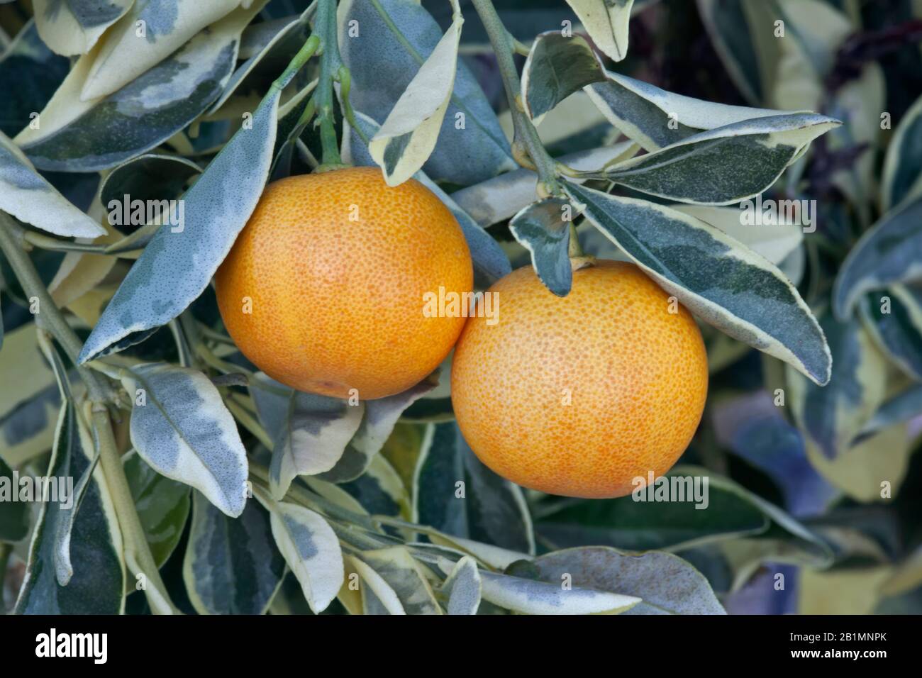 Frische junos -Fotos und -Bildmaterial in hoher Auflösung – Alamy