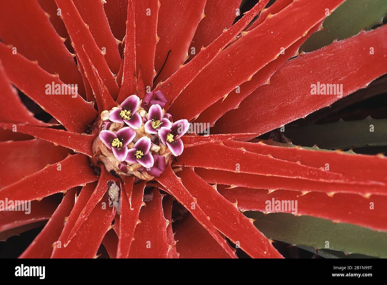 Bromelia humilis -Fotos und -Bildmaterial in hoher Auflösung – Alamy